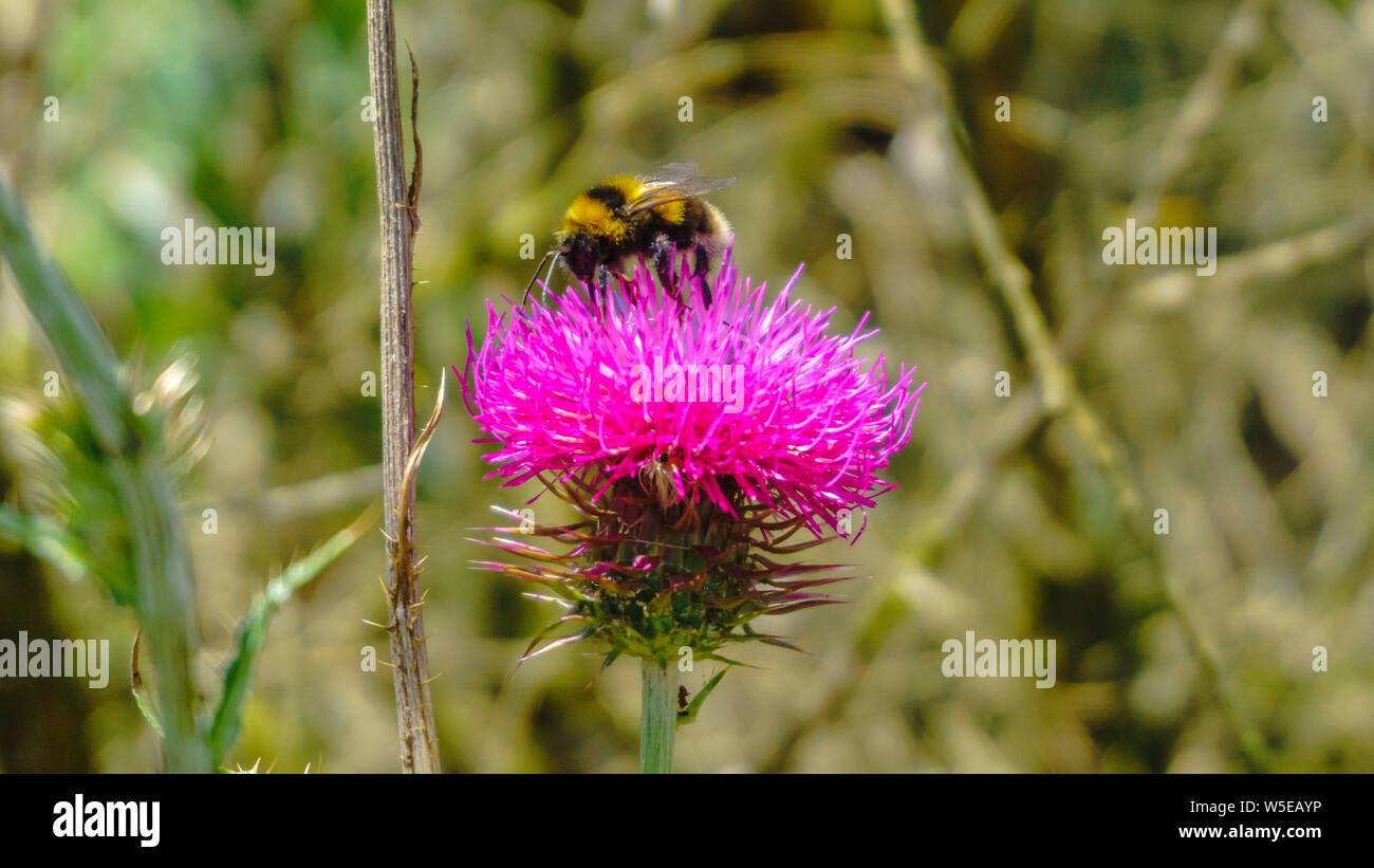 Feld sau disteln -Fotos und -Bildmaterial in hoher Auflösung – Alamy
