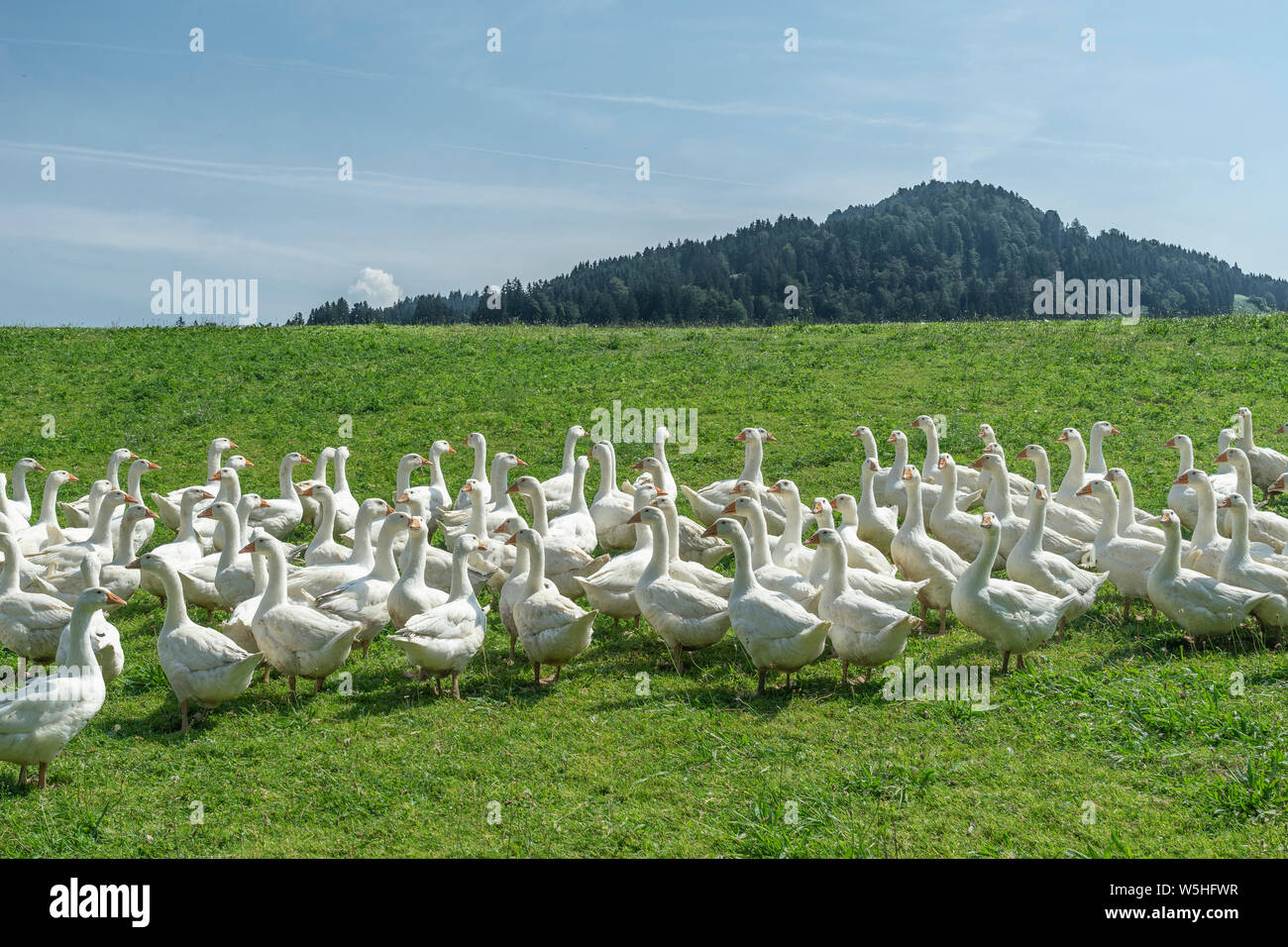Gänse schlachten -Fotos und -Bildmaterial in hoher Auflösung – Alamy