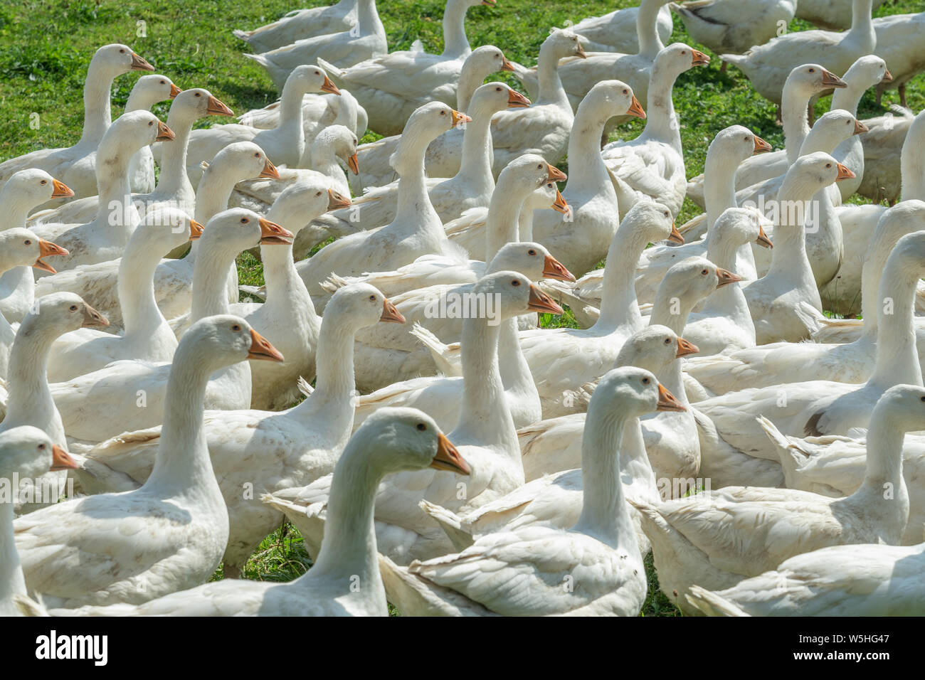 Gänse schlachten -Fotos und -Bildmaterial in hoher Auflösung – Alamy