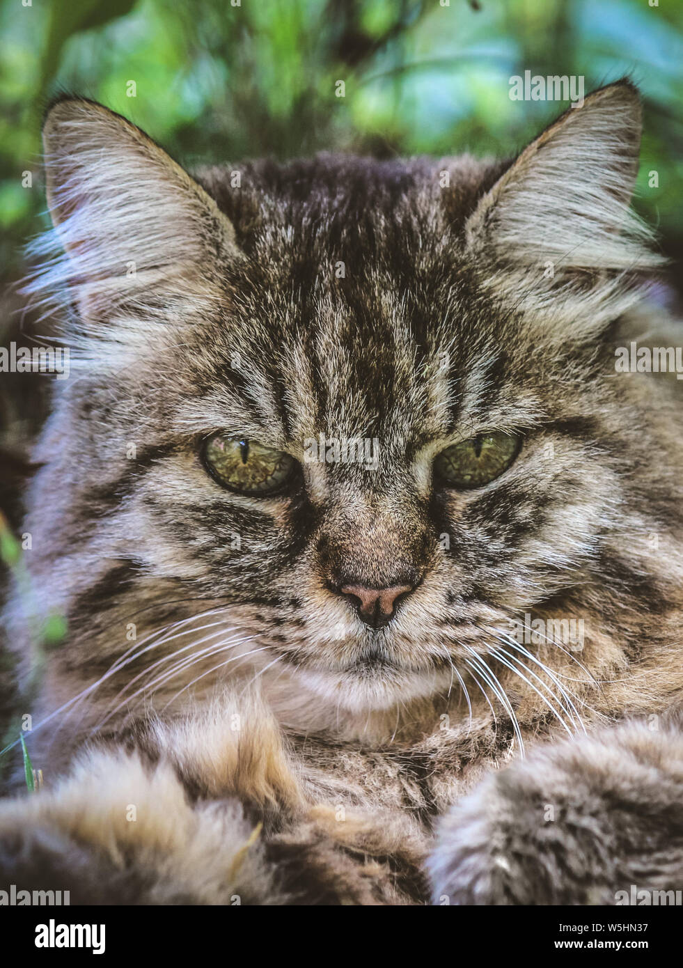 Katze draussen -Fotos und -Bildmaterial in hoher Auflösung – Alamy