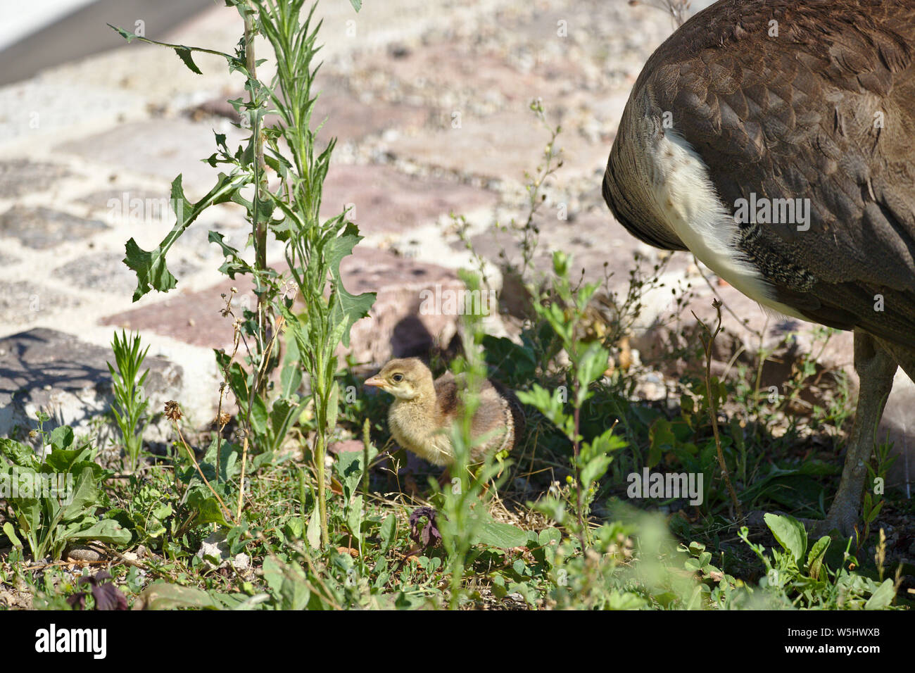 Baby peacock feather -Fotos und -Bildmaterial in hoher Auflösung – Alamy