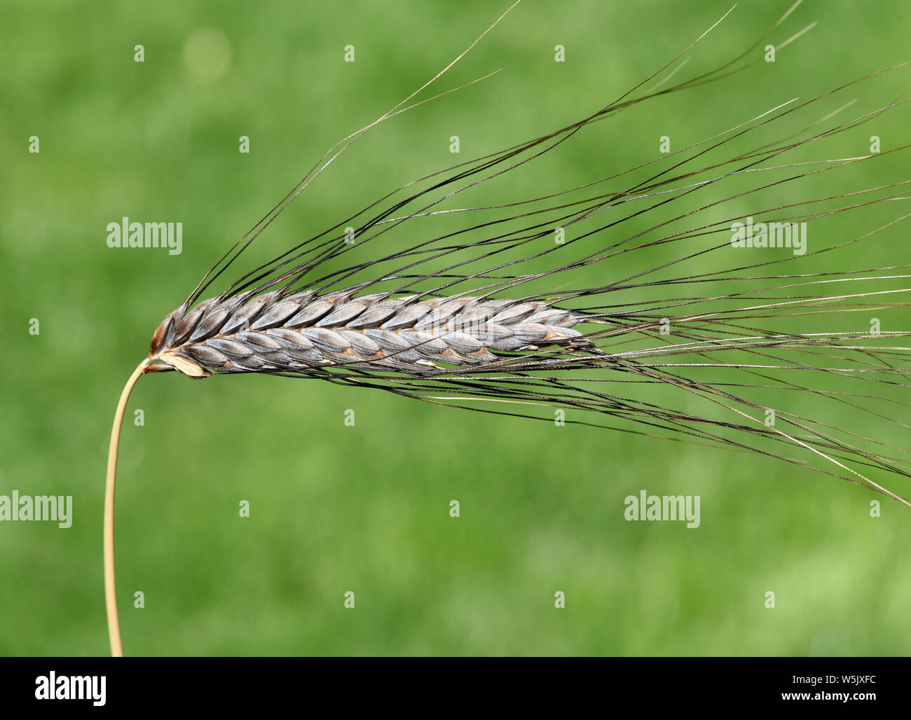 Kamut emmer -Fotos und -Bildmaterial in hoher Auflösung – Alamy