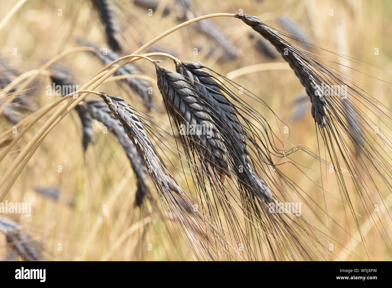 Kamut emmer -Fotos und -Bildmaterial in hoher Auflösung – Alamy