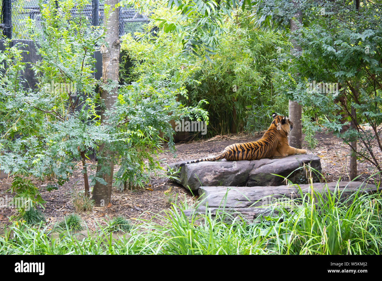 Tiger in zoos -Fotos und -Bildmaterial in hoher Auflösung – Alamy