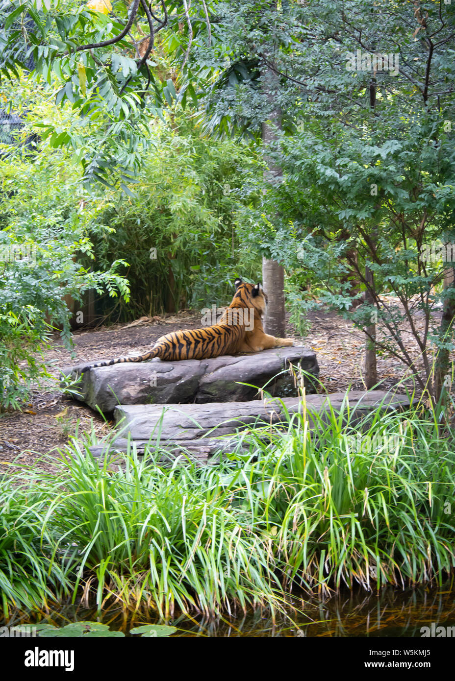 Tiger in zoos -Fotos und -Bildmaterial in hoher Auflösung – Alamy