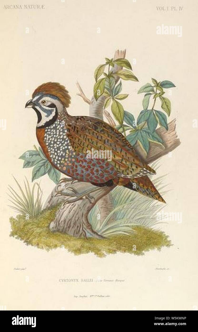 Cyrtonyx montezumae -Fotos und -Bildmaterial in hoher Auflösung – Alamy