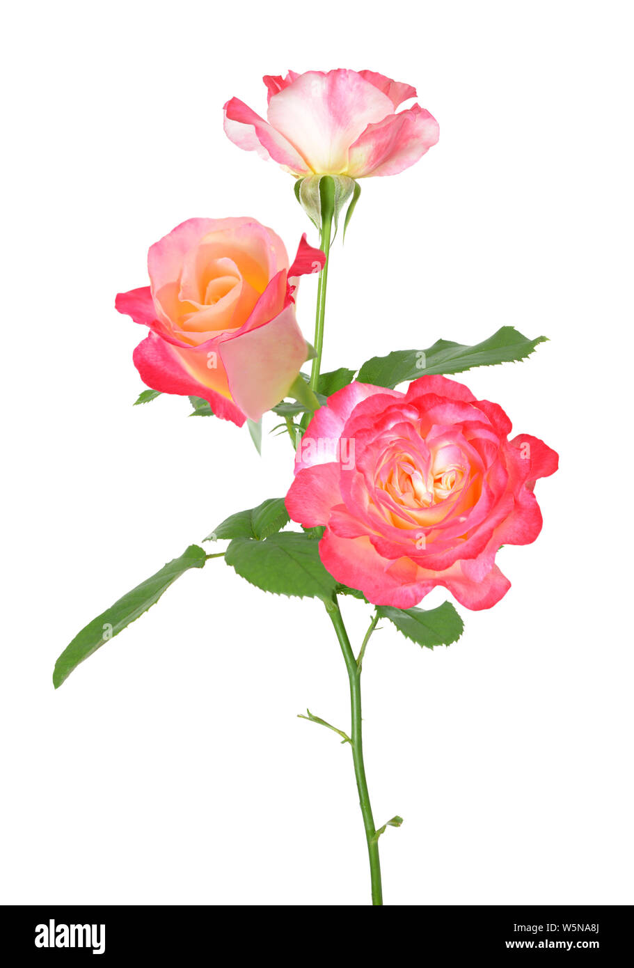 Blühende single Rosa auf Weiß isoliert Stockfotografie - Alamy