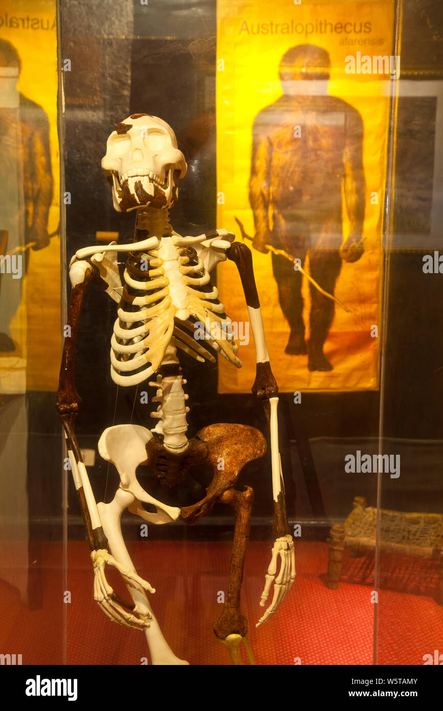 Lucy australopithecus afarensis -Fotos und -Bildmaterial in hoher ...
