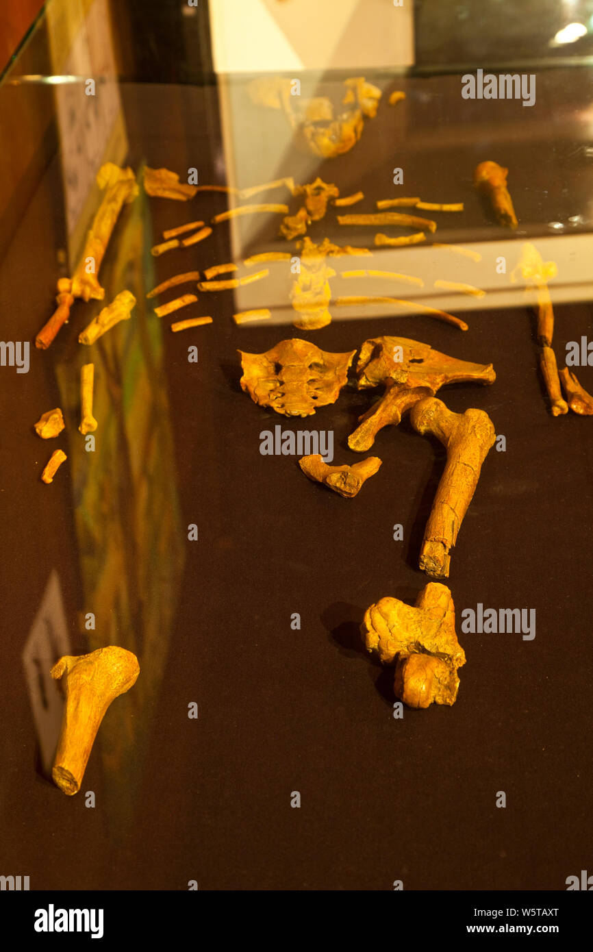 'Lucy' es el esqueleto de un homínido perteneciente a la especie ...