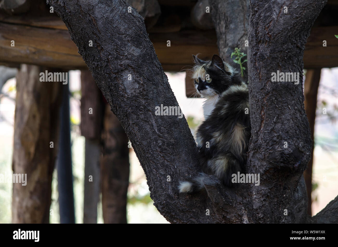 Seltene Katze Stockfotos und -bilder Kaufen - Alamy