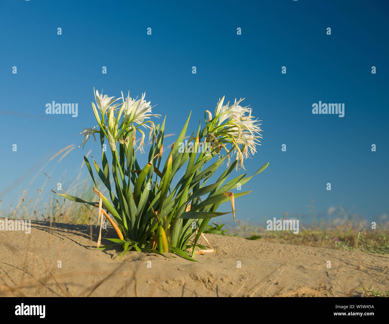 Sand lily -Fotos und -Bildmaterial in hoher Auflösung – Alamy