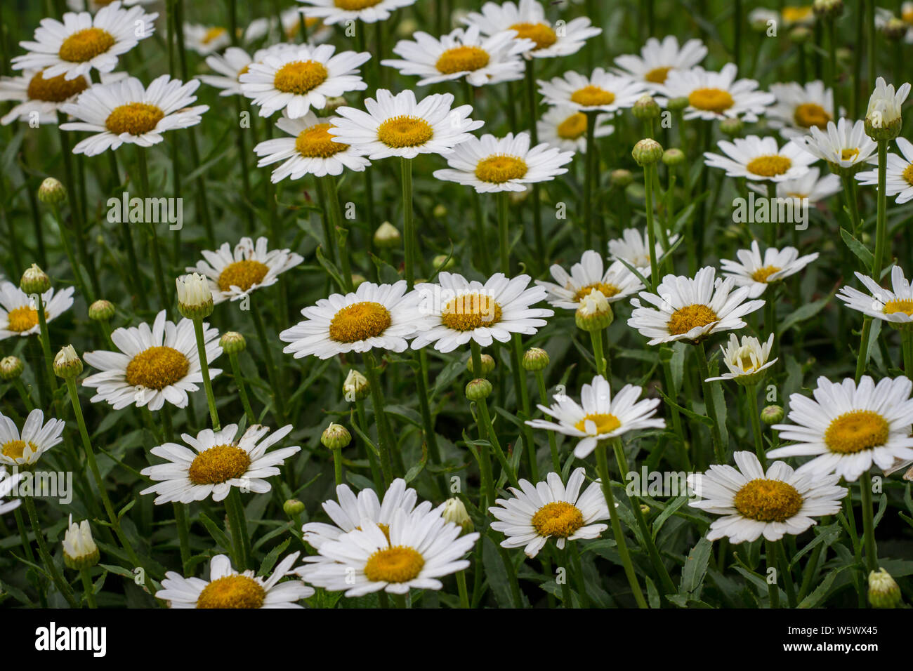 Weisse margeriten -Fotos und -Bildmaterial in hoher Auflösung – Alamy