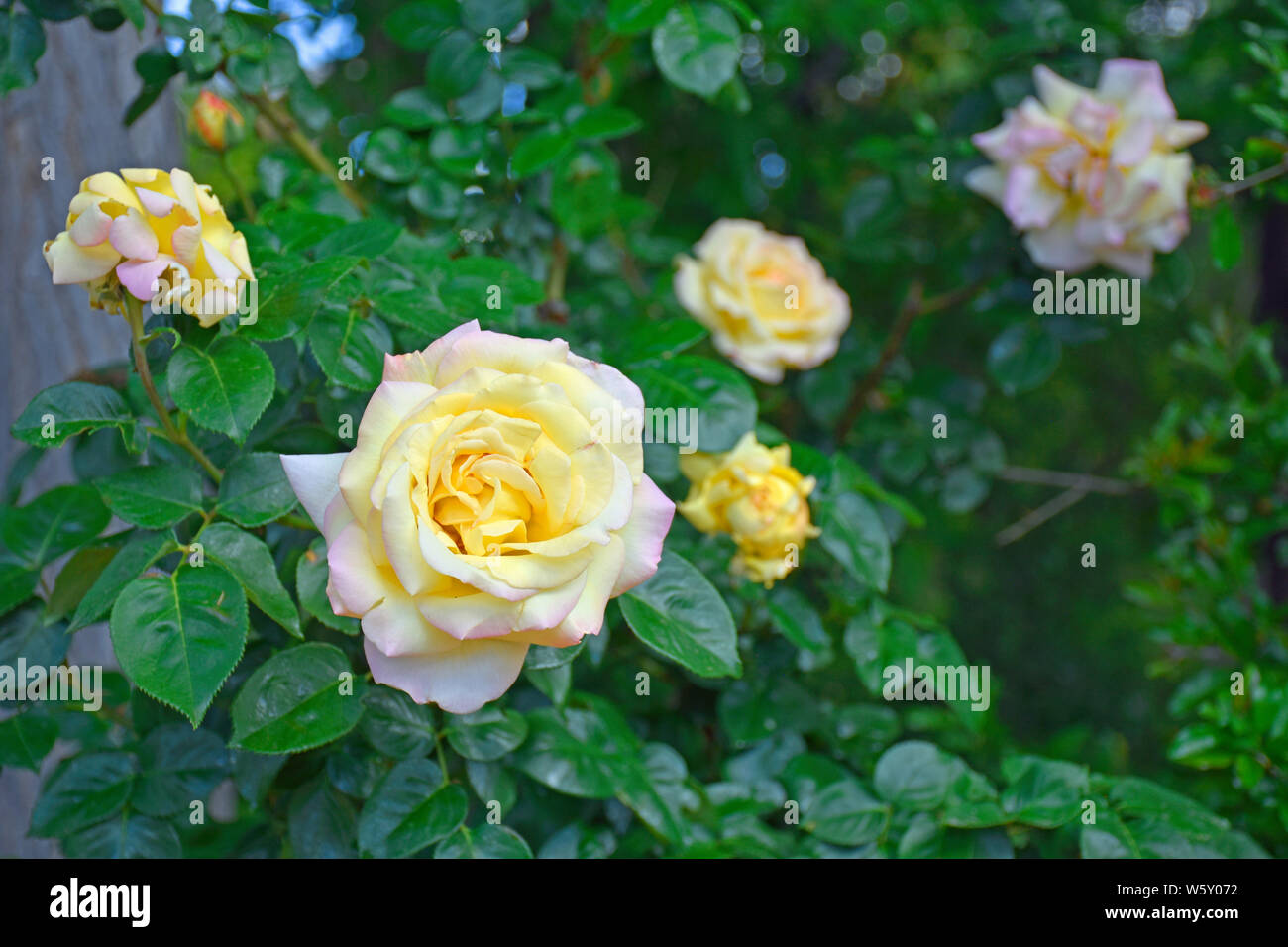 Rose queen tag -Fotos und -Bildmaterial in hoher Auflösung – Alamy