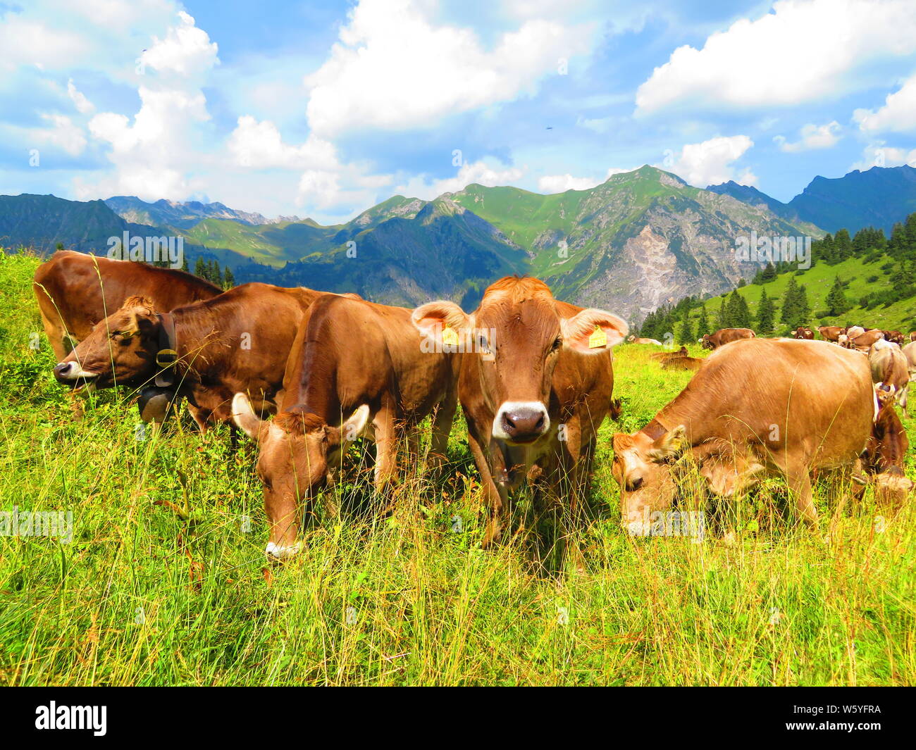 Allgau Cow Stockfotos und -bilder Kaufen - Alamy