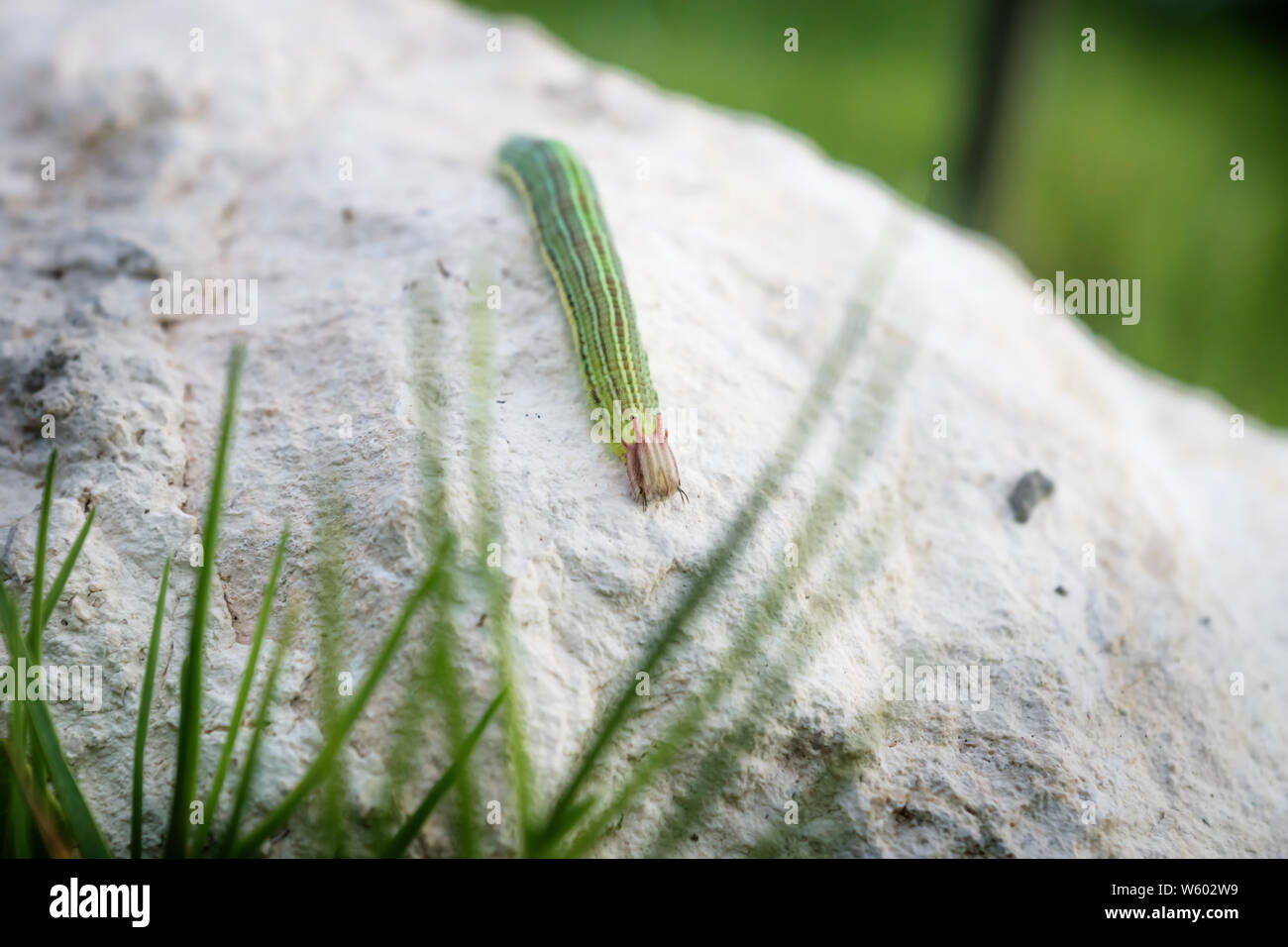 Raupe eines gelbschwanzes -Fotos und -Bildmaterial in hoher Auflösung ...