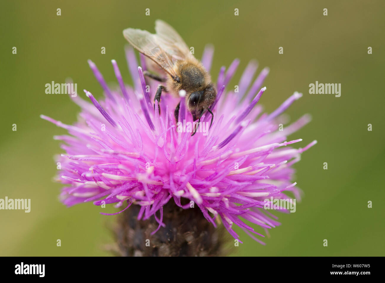 Biene im feld -Fotos und -Bildmaterial in hoher Auflösung – Alamy