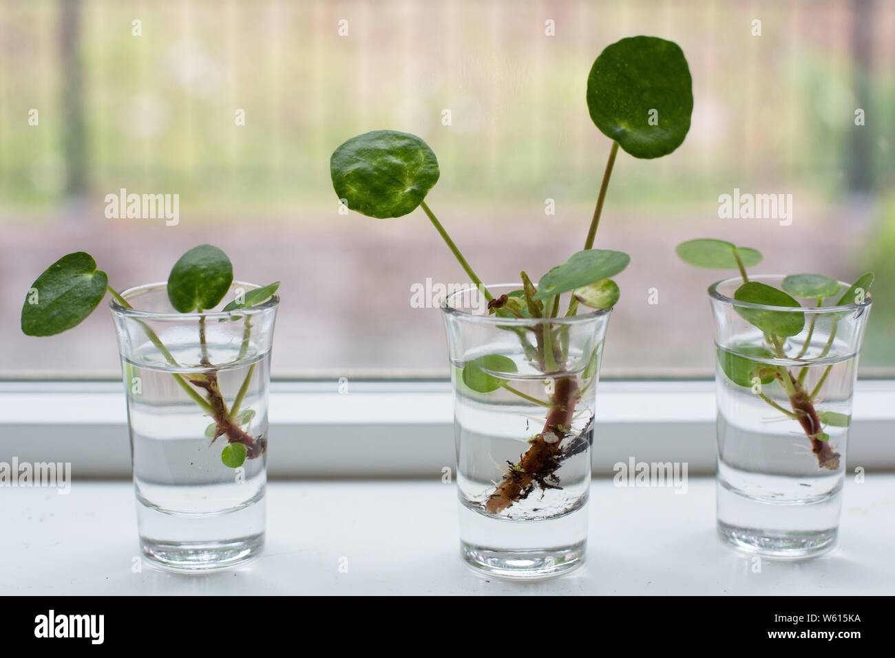 Luxus Himbeer Stecklinge Im Wasser Bilder