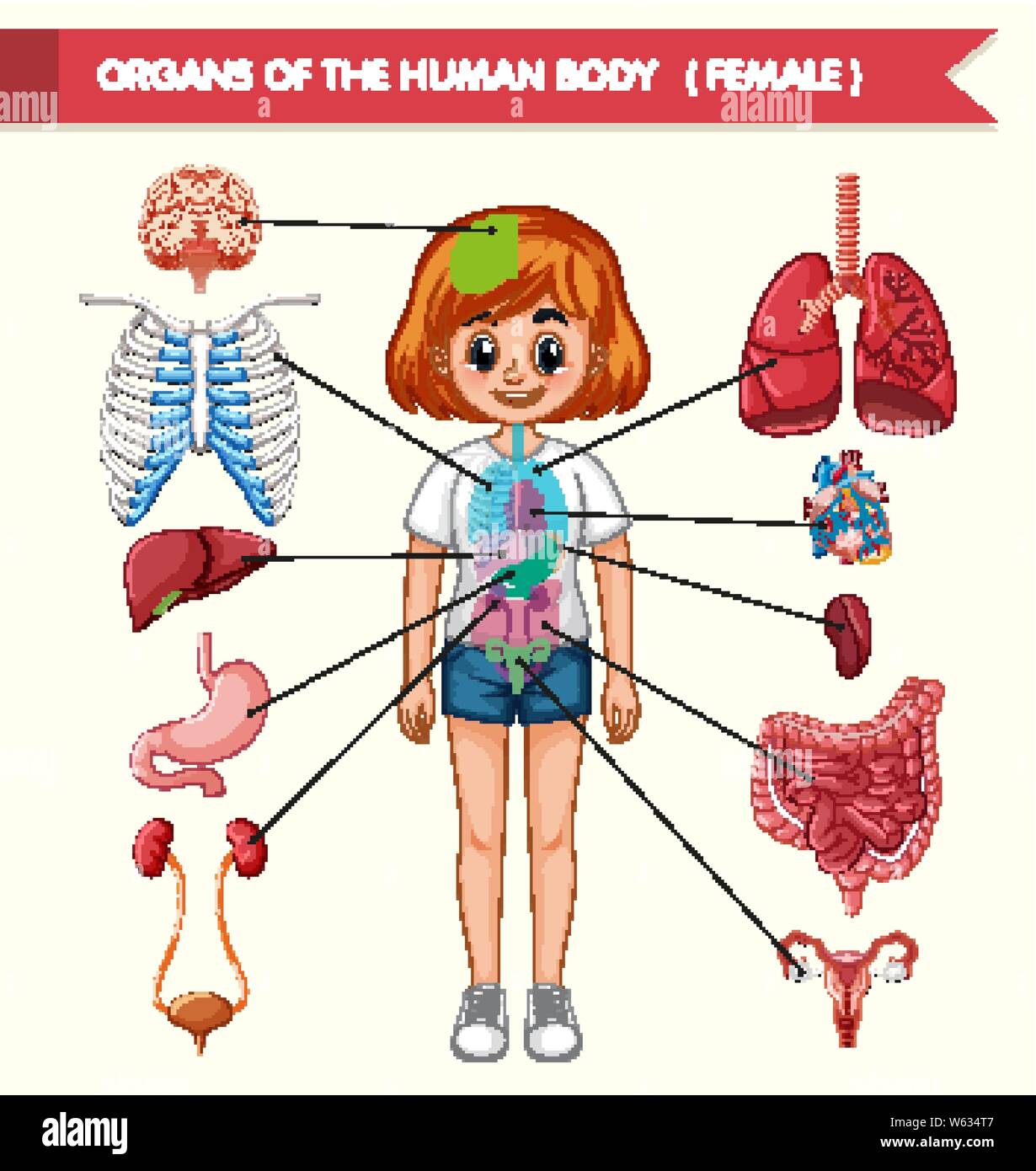 Human Organs Infographic Stockfotos & Human Organs Infographic Bilder ...