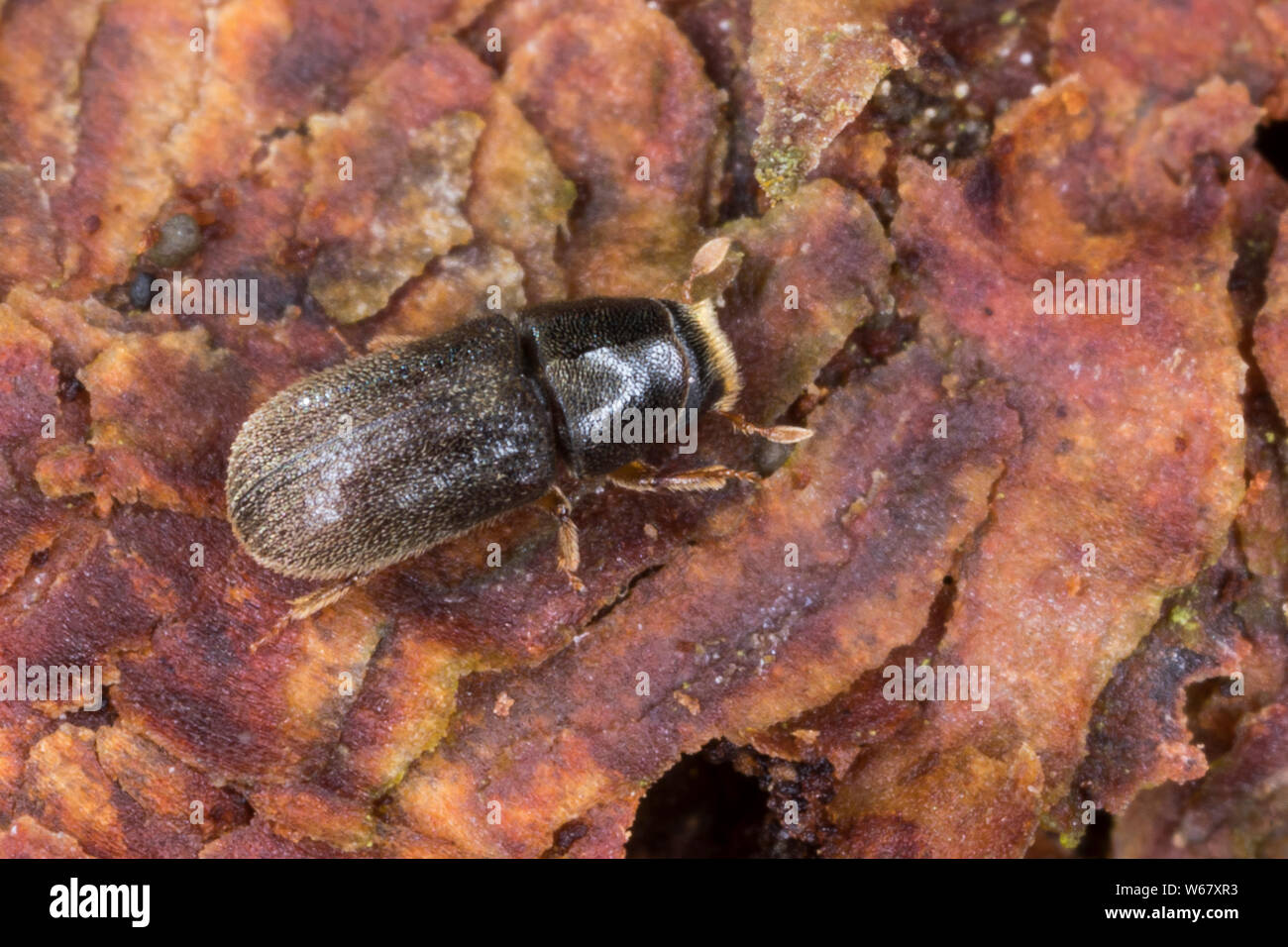 Doppeläugiger Fichtenbastkäfer, Doppeläugiger Fichten-Bastkäfer ...