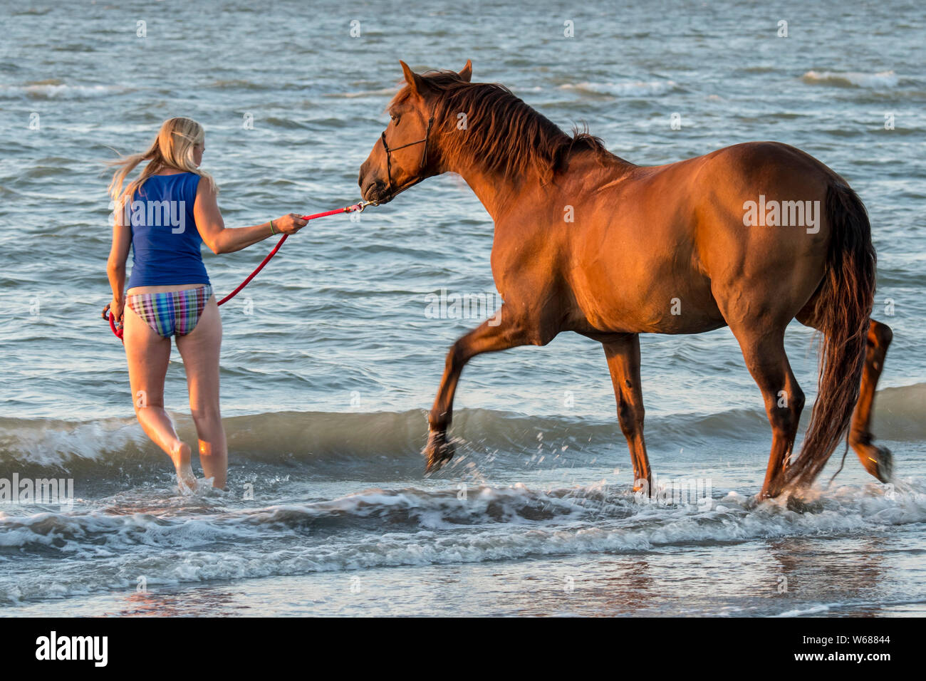 Pferd im wasser -Fotos und -Bildmaterial in hoher Auflösung – Alamy