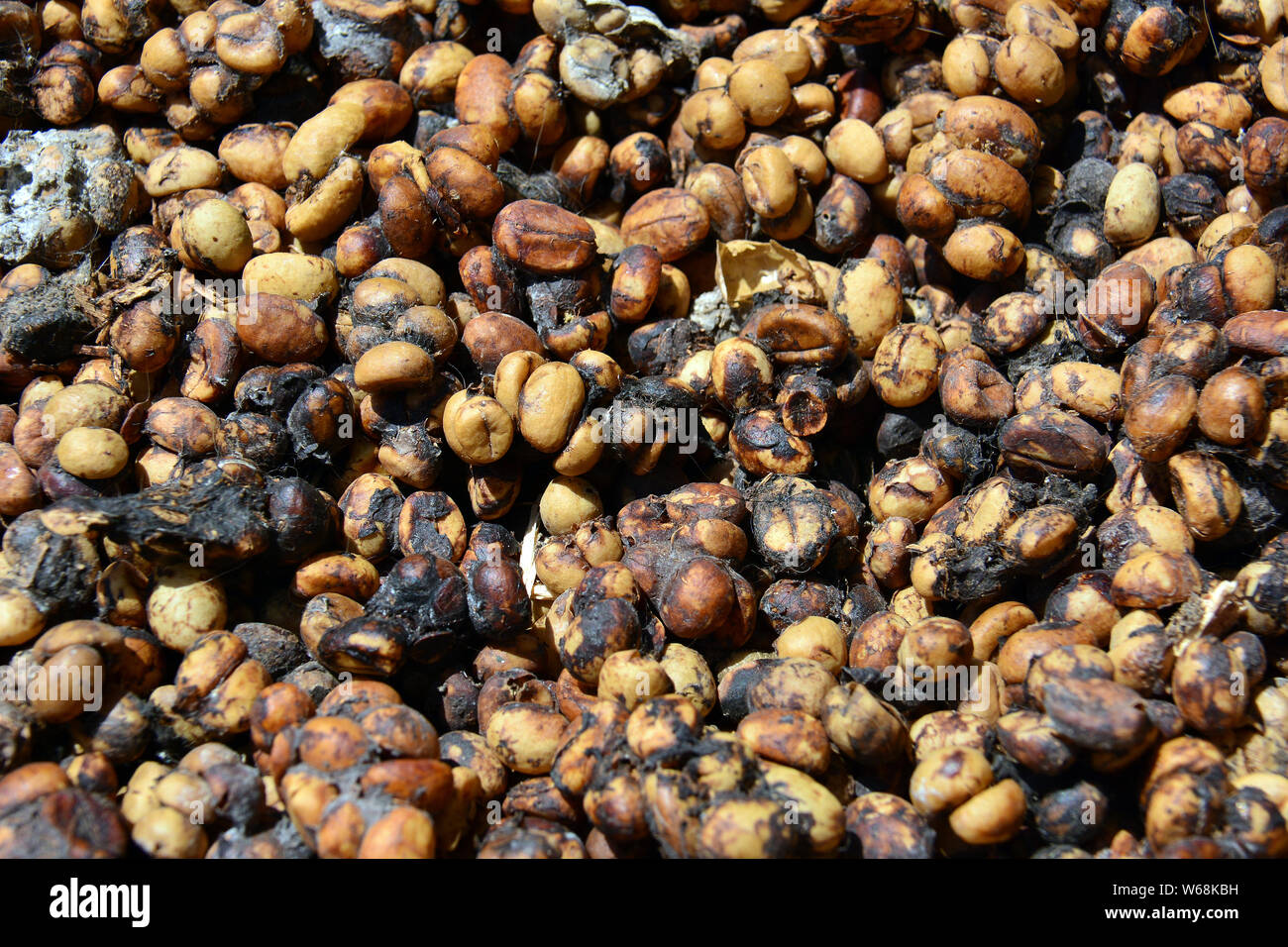 Civet bali -Fotos und -Bildmaterial in hoher Auflösung – Alamy