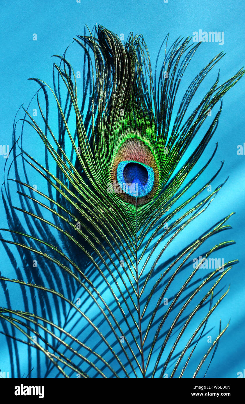 Peacock feather background -Fotos und -Bildmaterial in hoher Auflösung ...