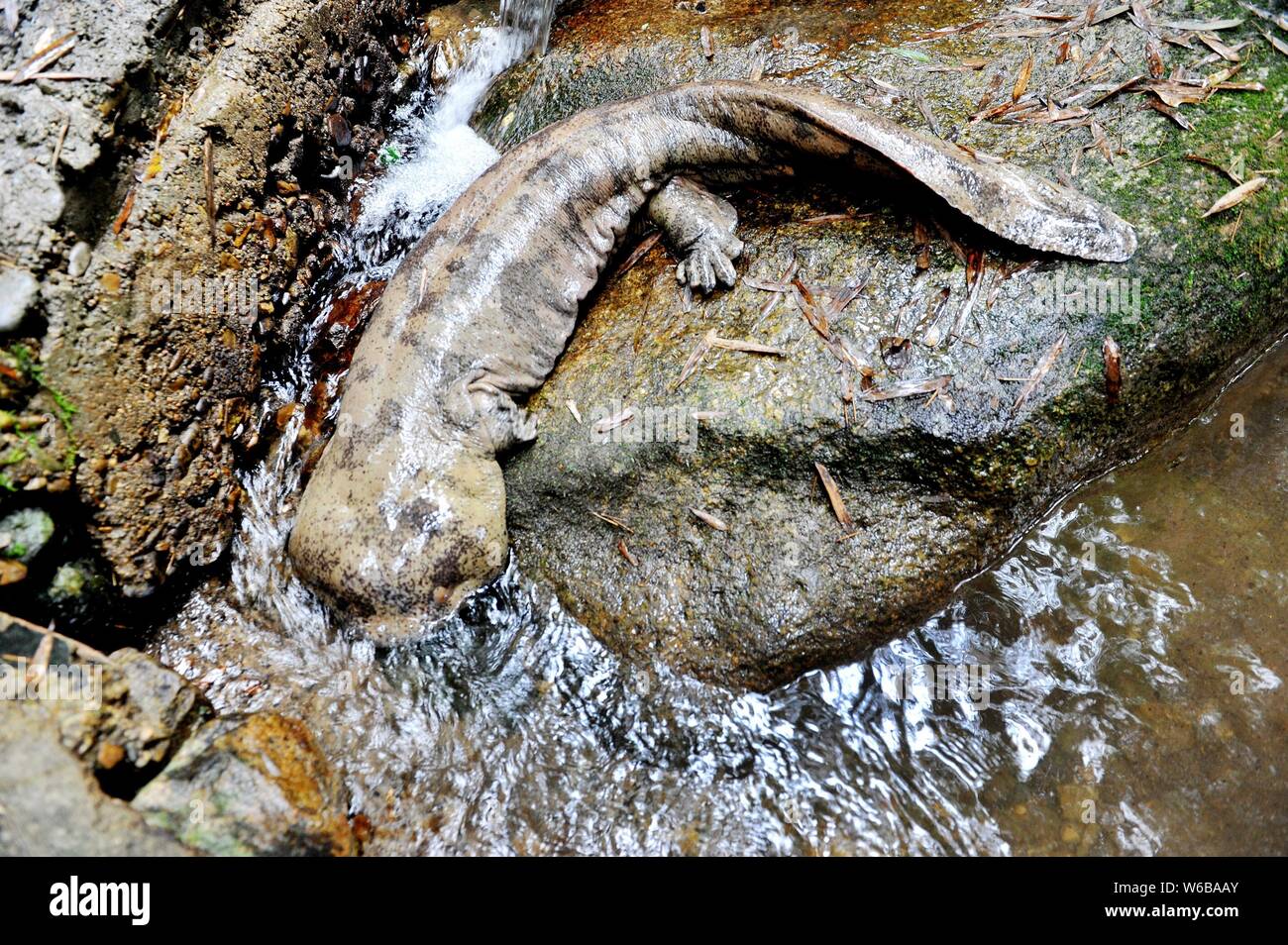 Chinese giant salamander -Fotos und -Bildmaterial in hoher Auflösung ...