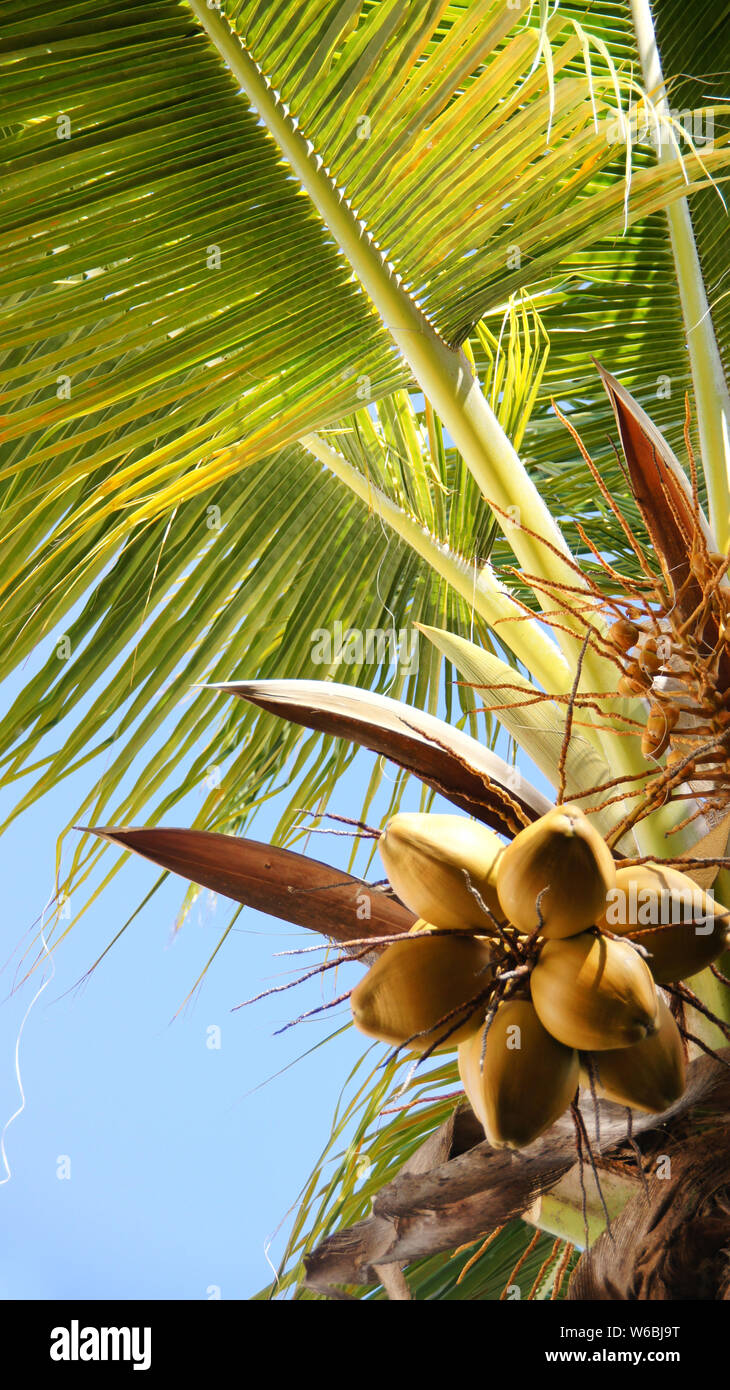 Fruits Of Coconut Tree Stockfotos und -bilder Kaufen - Alamy