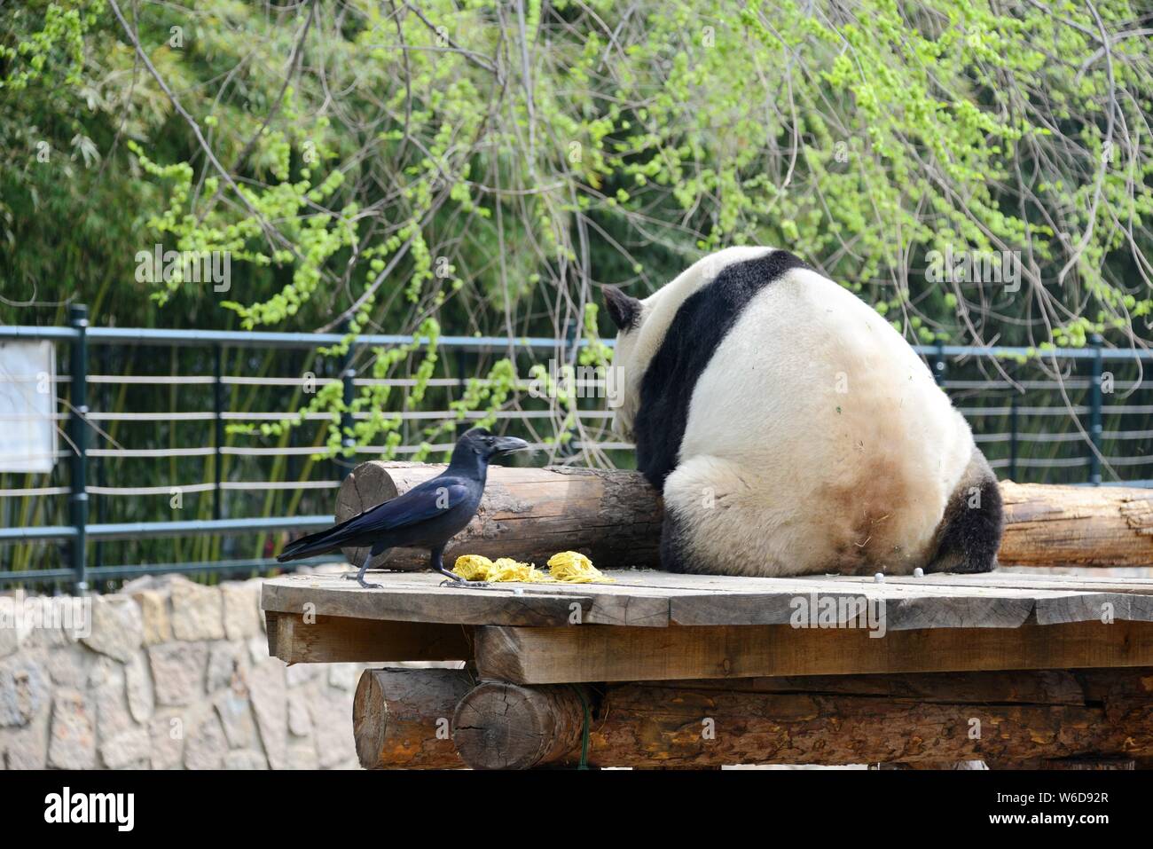 Eine Krähe pecks und zupft, das Fell ist ein riesiger Panda butt an der ...