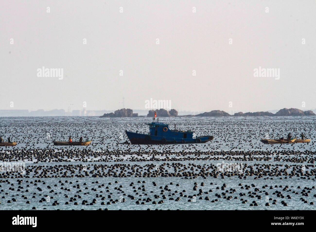 Chinesische Arbeiter prüfen Seetang zu einem Kelp Basis in Stadt ...