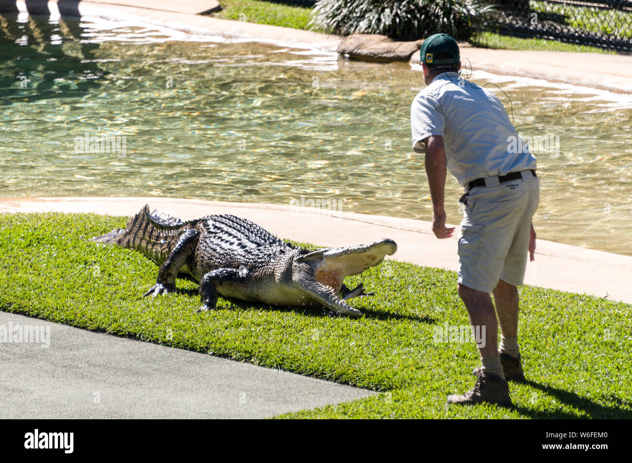 Ein Zookeeper füttert vor einem großen Publikum im Crocseum im ...