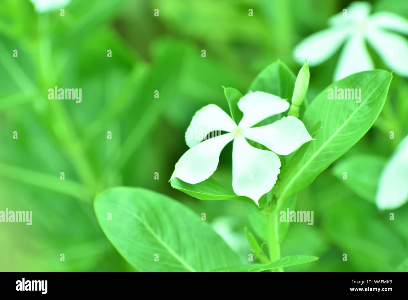 Schamlose maria -Fotos und -Bildmaterial in hoher Auflösung – Alamy