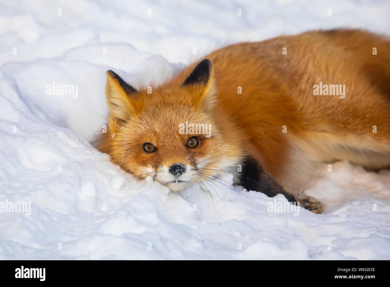 Fox snow face -Fotos und -Bildmaterial in hoher Auflösung – Alamy