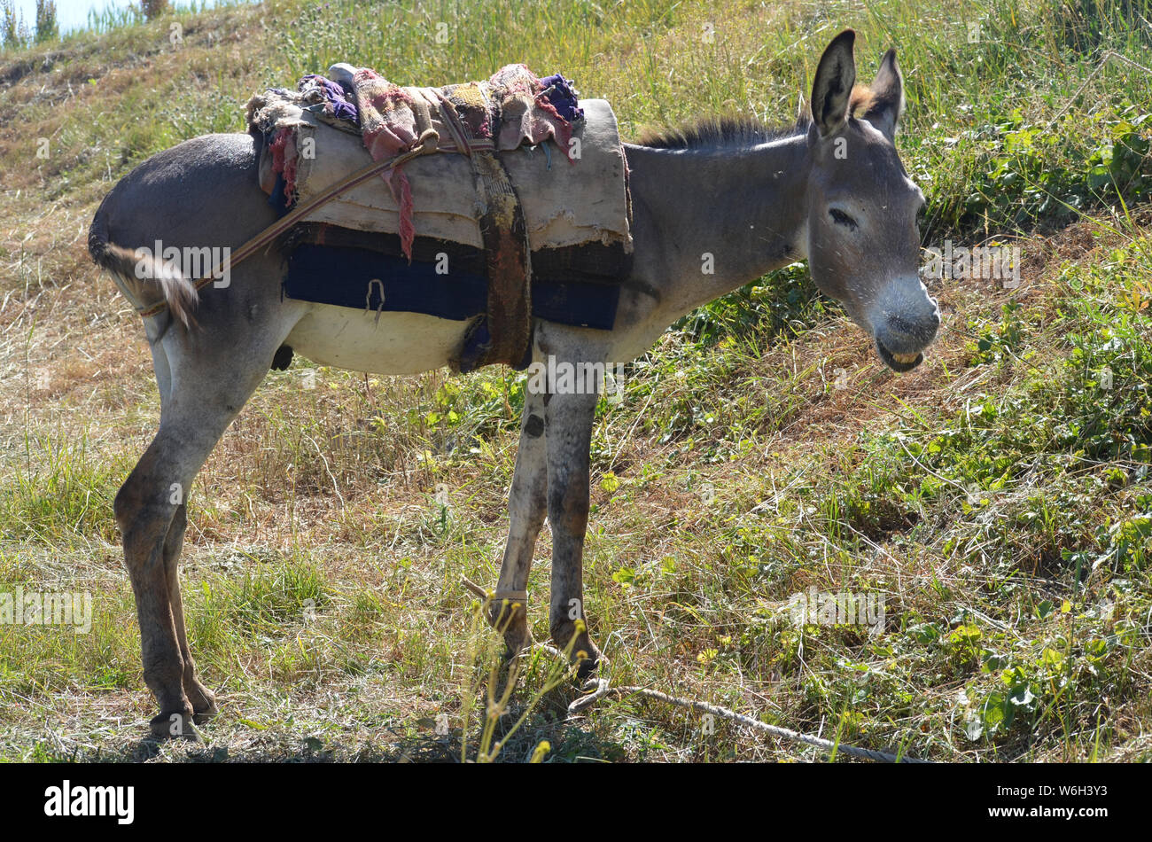 Esel Pamir Berge Stockfotos und -bilder Kaufen - Alamy