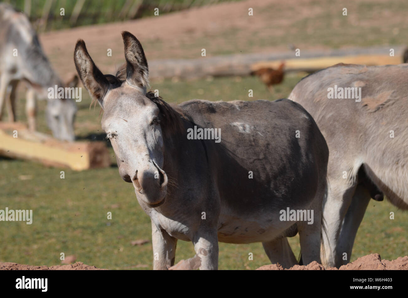 Esel Pamir Berge Stockfotos und -bilder Kaufen - Alamy