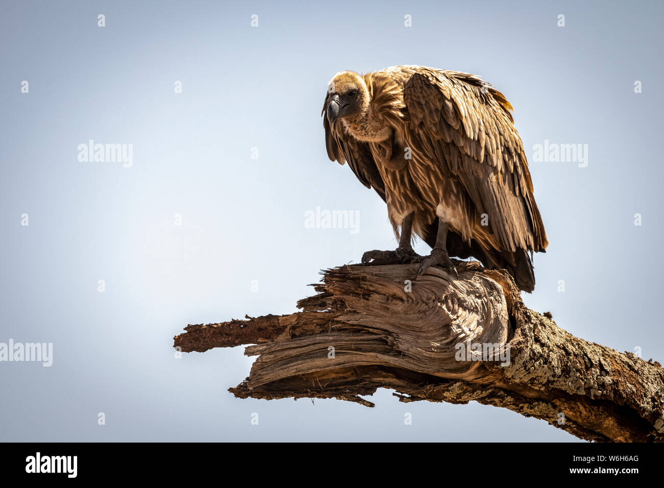 Serengeti geier -Fotos und -Bildmaterial in hoher Auflösung – Alamy