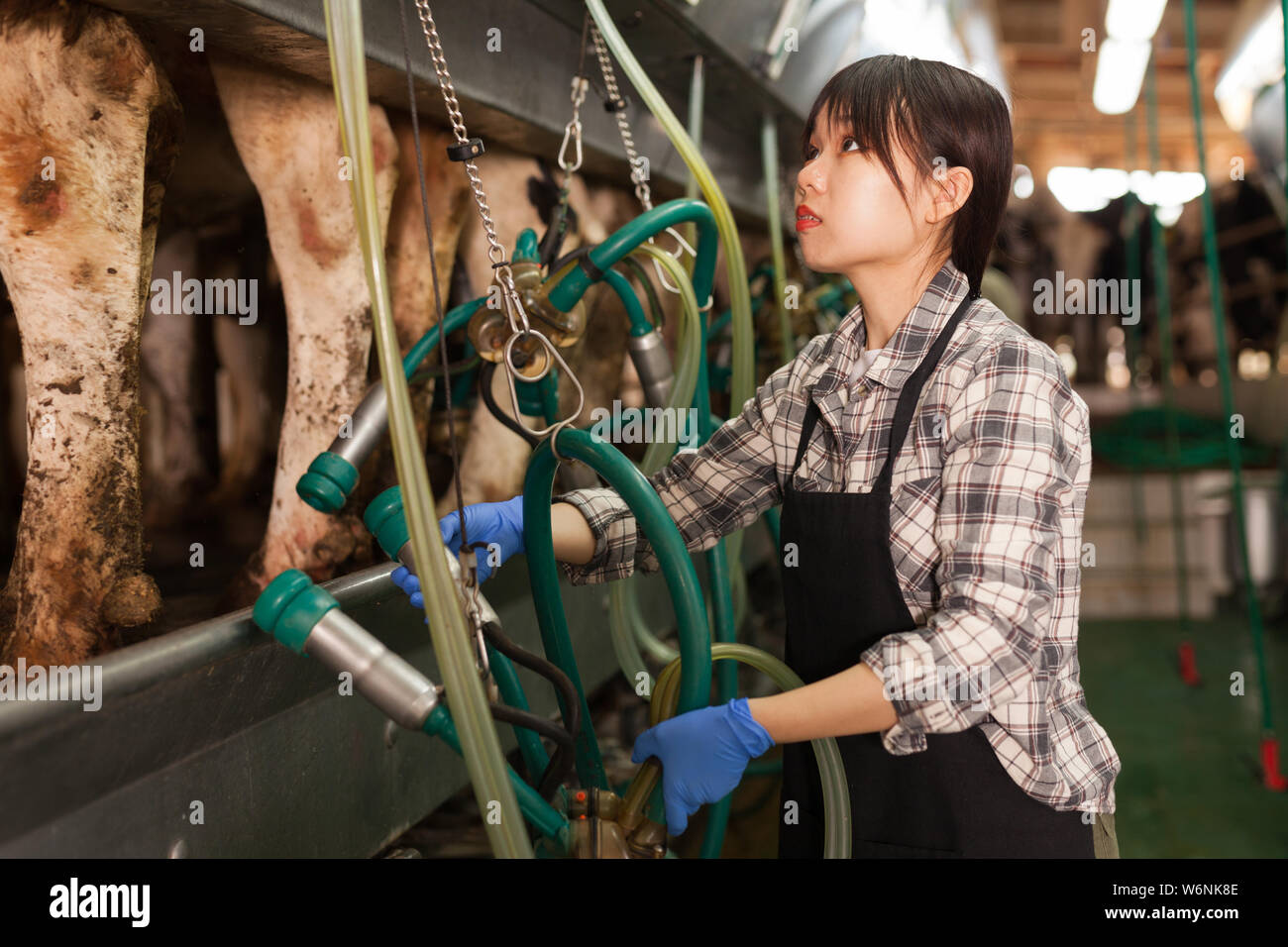 Melkerin im kuhstall -Fotos und -Bildmaterial in hoher Auflösung – Alamy