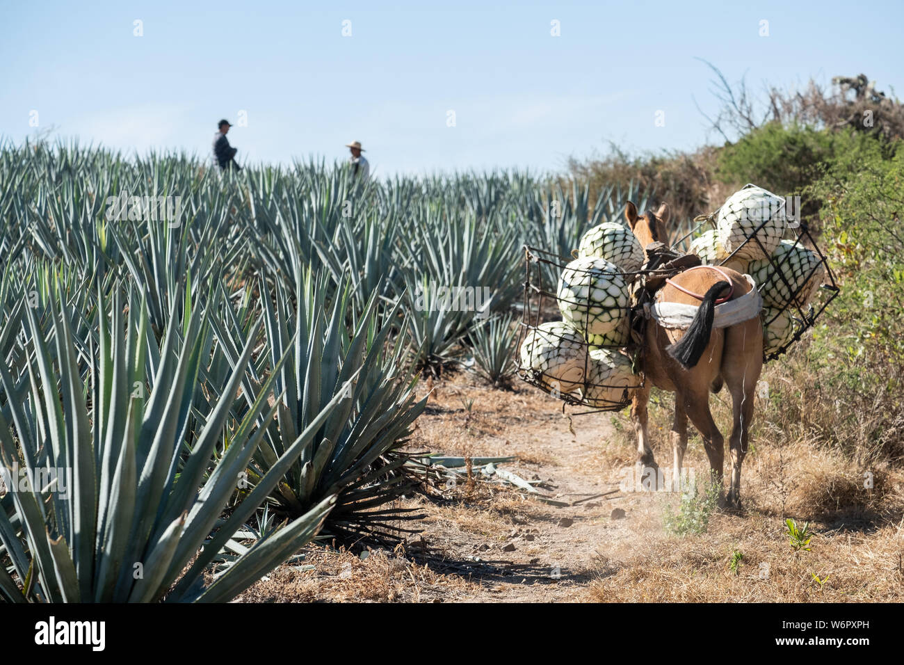 Tequila farm und brennerei -Fotos und -Bildmaterial in hoher Auflösung ...