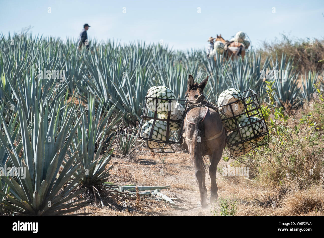 Tequila farm und brennerei -Fotos und -Bildmaterial in hoher Auflösung ...
