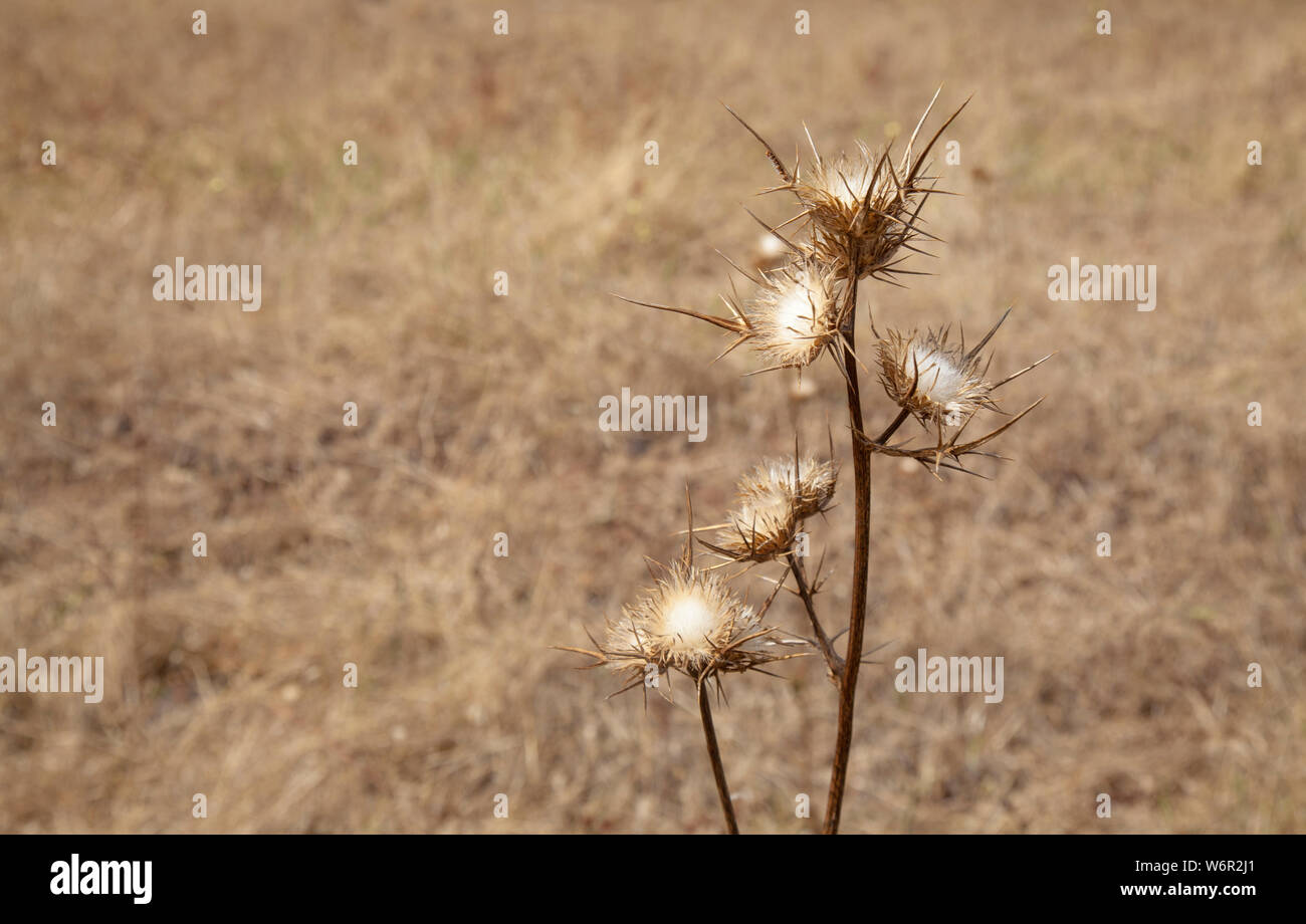 Fliegende distel samen -Fotos und -Bildmaterial in hoher Auflösung – Alamy