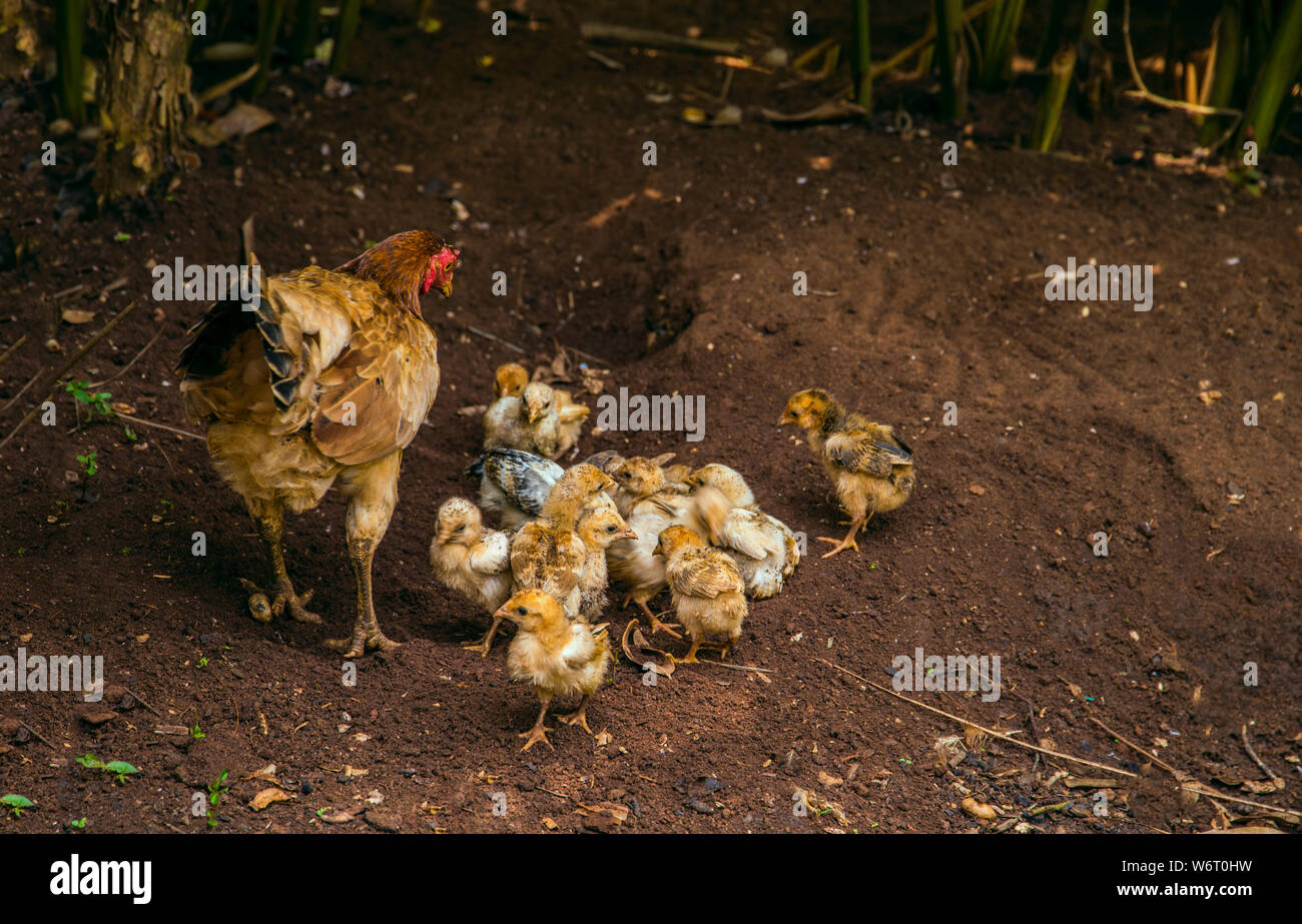 Mutter huhn -Fotos und -Bildmaterial in hoher Auflösung – Alamy