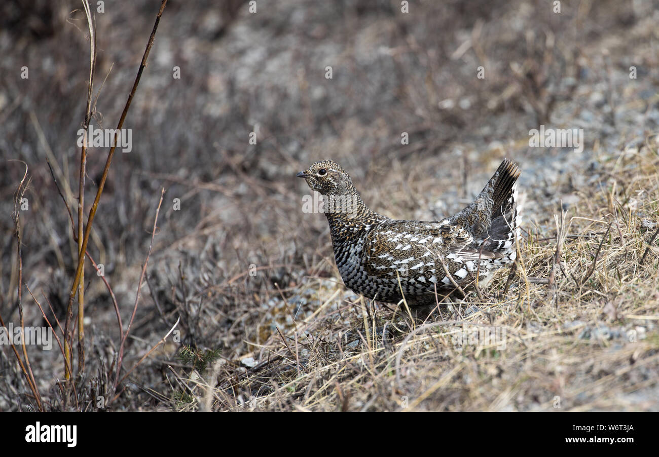 Fool hens -Fotos und -Bildmaterial in hoher Auflösung – Alamy