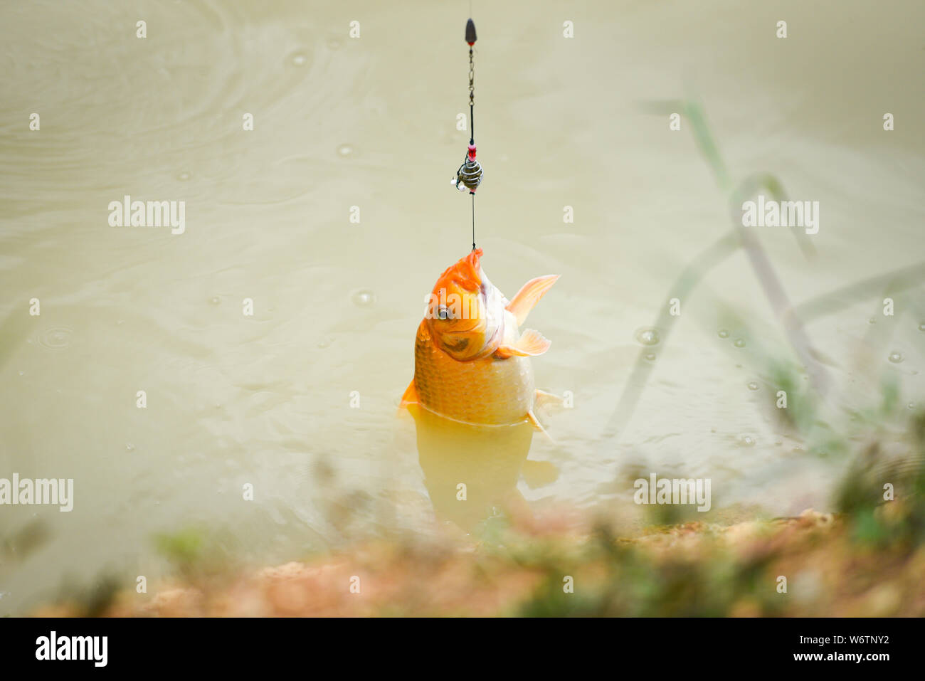 Blue marlin underwater -Fotos und -Bildmaterial in hoher Auflösung – Alamy