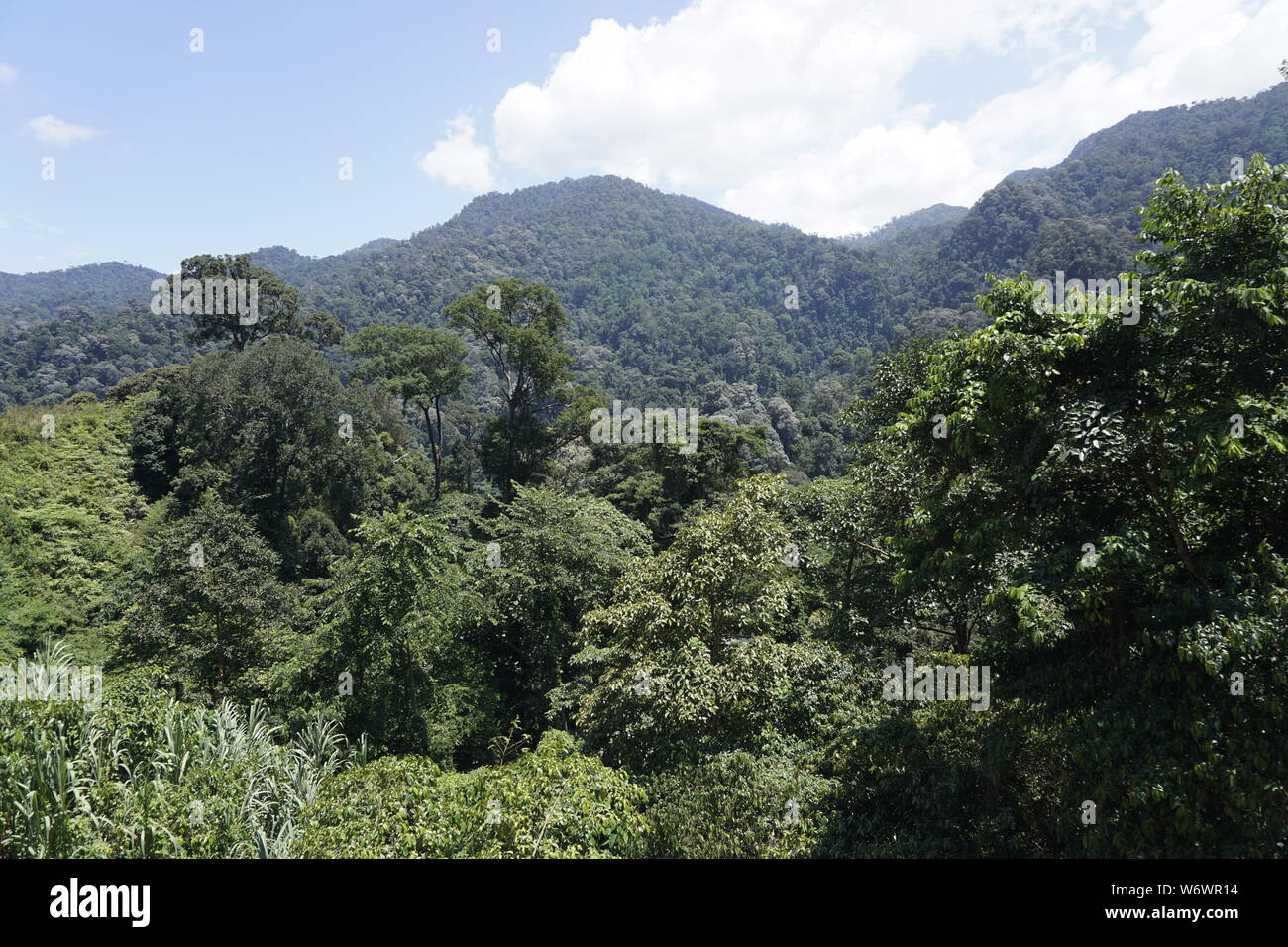 Tropen wald -Fotos und -Bildmaterial in hoher Auflösung – Alamy