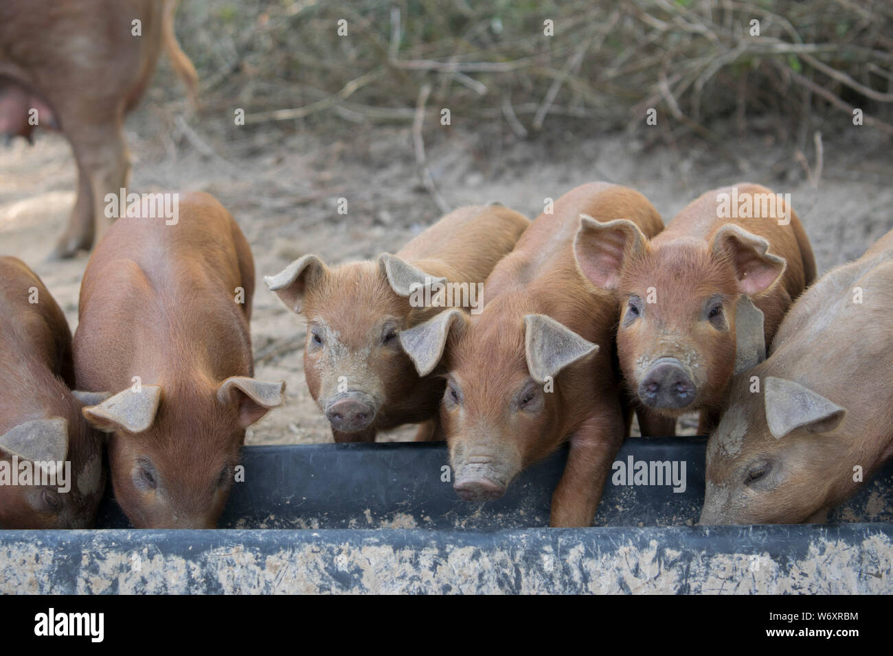6 ferkel -Fotos und -Bildmaterial in hoher Auflösung – Alamy
