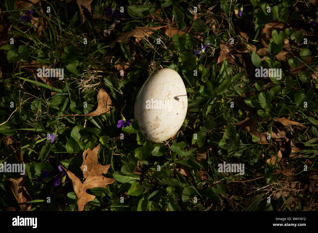 Gänse Blumen Stockfotos und -bilder Kaufen - Alamy