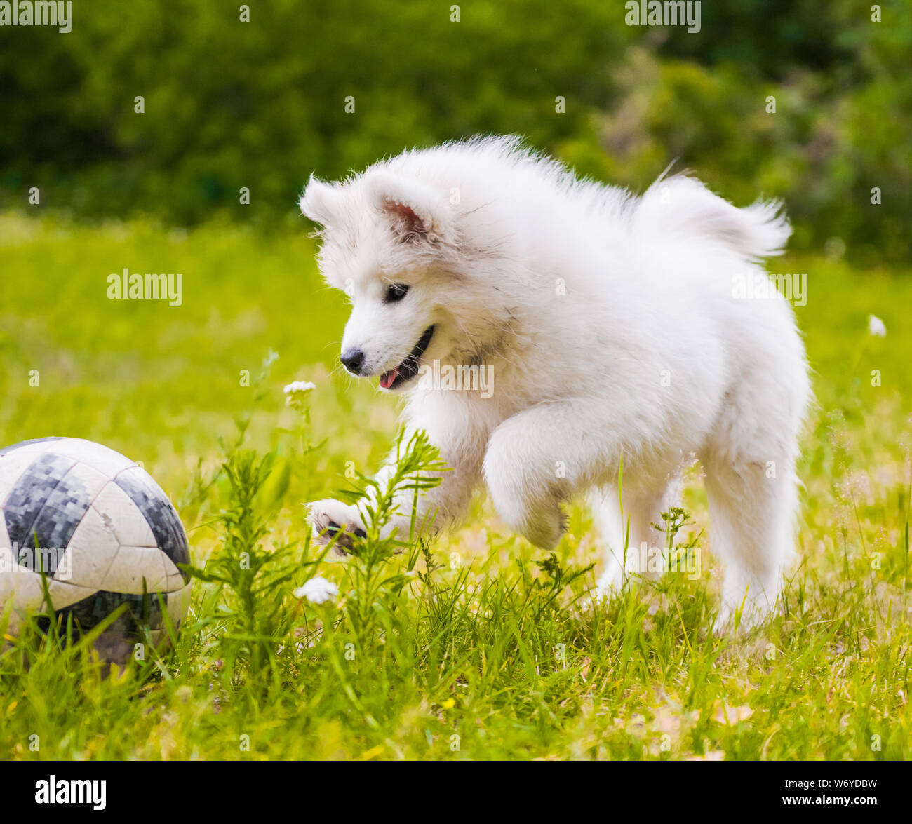 Samojeden Welpe Hund spielen auf dem Rasen mit Kugel Stockfotografie ...