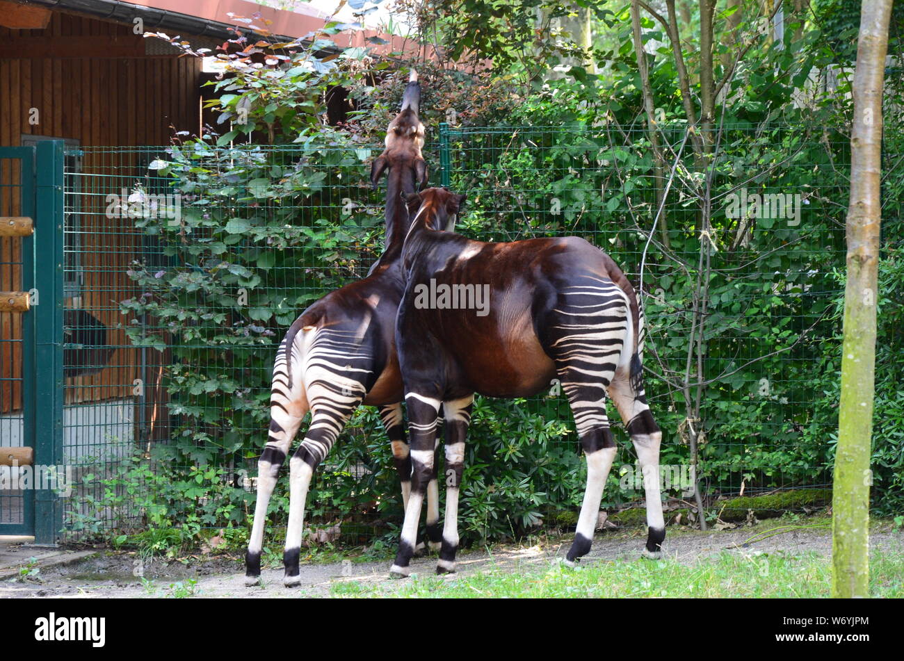 Okapi portrait mit zunge -Fotos und -Bildmaterial in hoher Auflösung ...