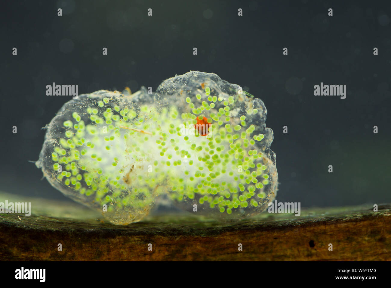 Rote wassermilbe -Fotos und -Bildmaterial in hoher Auflösung – Alamy