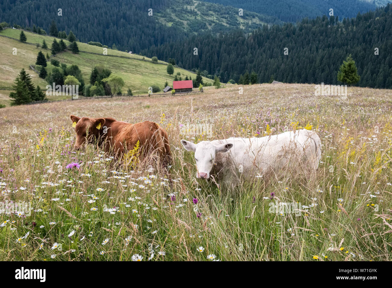 Métodos de cultivo tradicionales -Fotos und -Bildmaterial in hoher ...